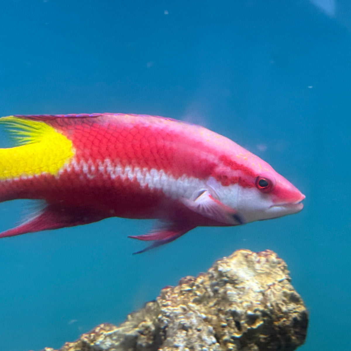 Cuban Hogfish large – Discover Aquatics Shop