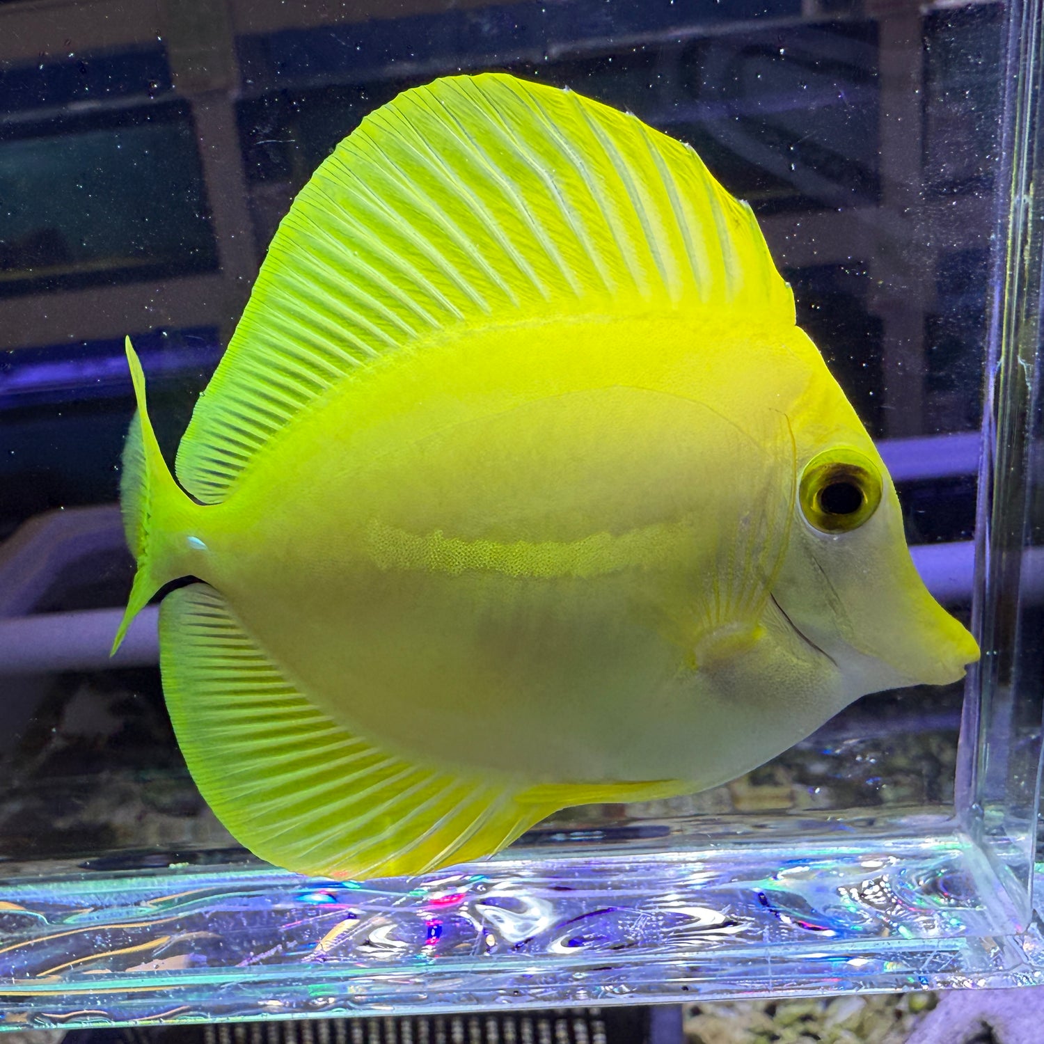 Large 4in Yellow tang – Discover Aquatics Shop