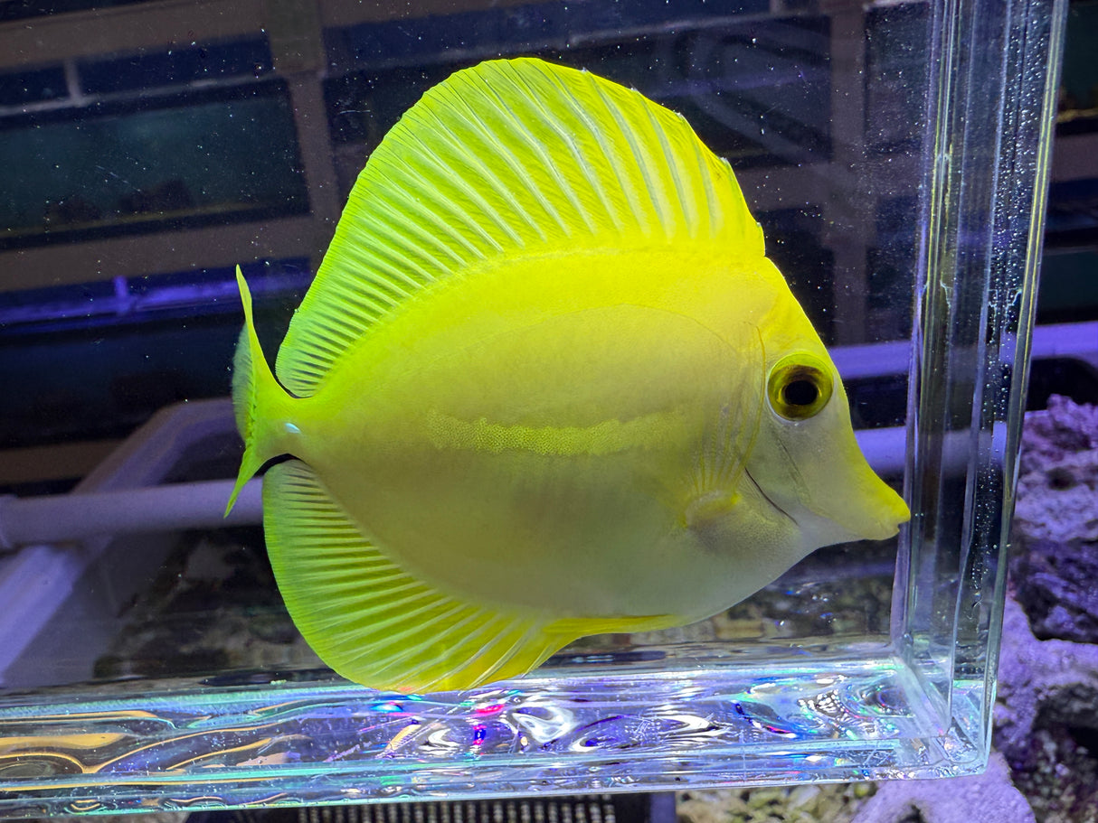 Large 4in Yellow tang – Discover Aquatics Shop