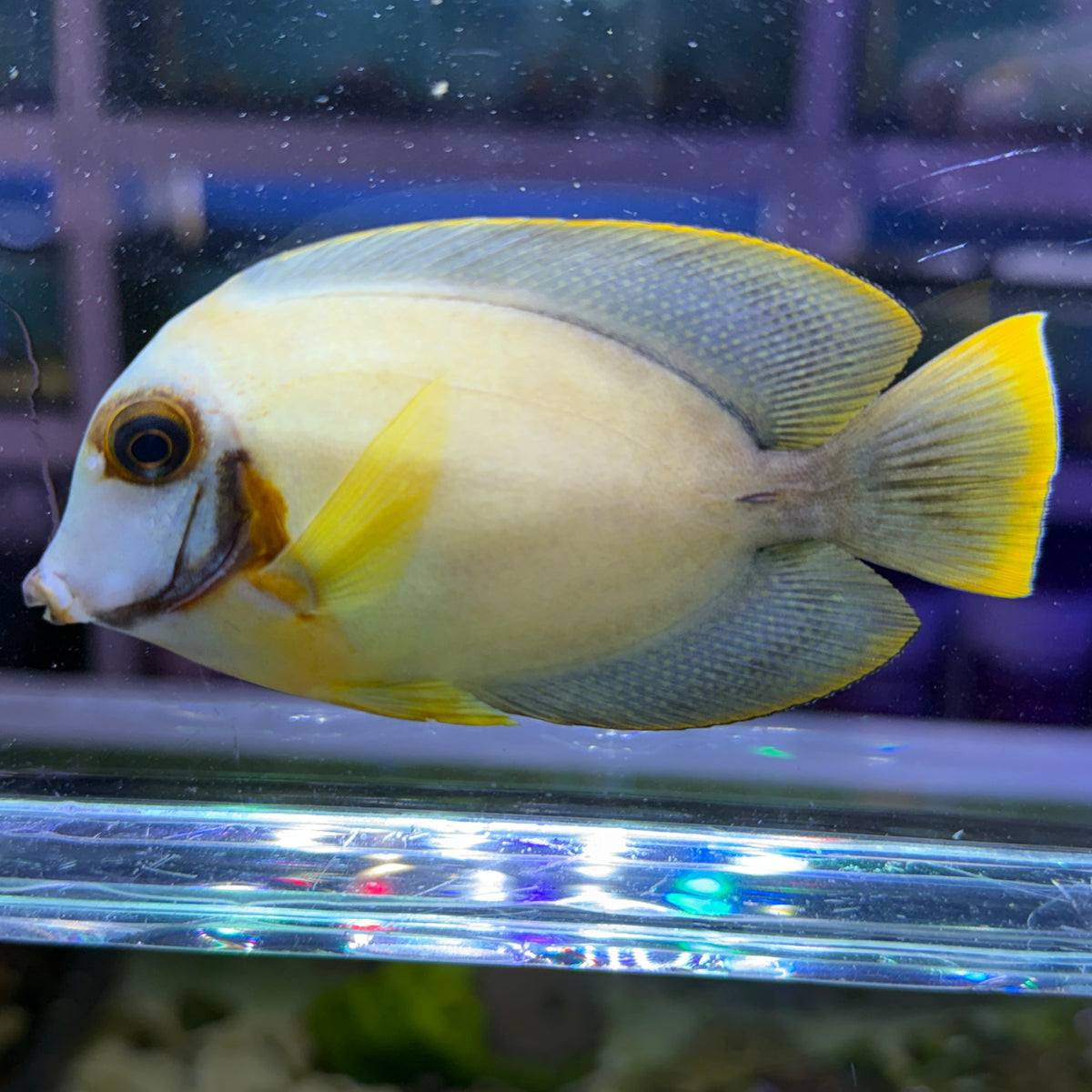 Mimic Chocolate Tang – Acanthurus pyroferus for Sale | KY – Discover ...