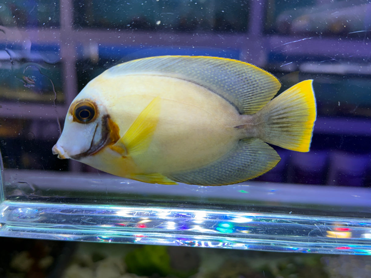 Mimic Chocolate Tang – Acanthurus pyroferus for Sale | KY – Discover ...