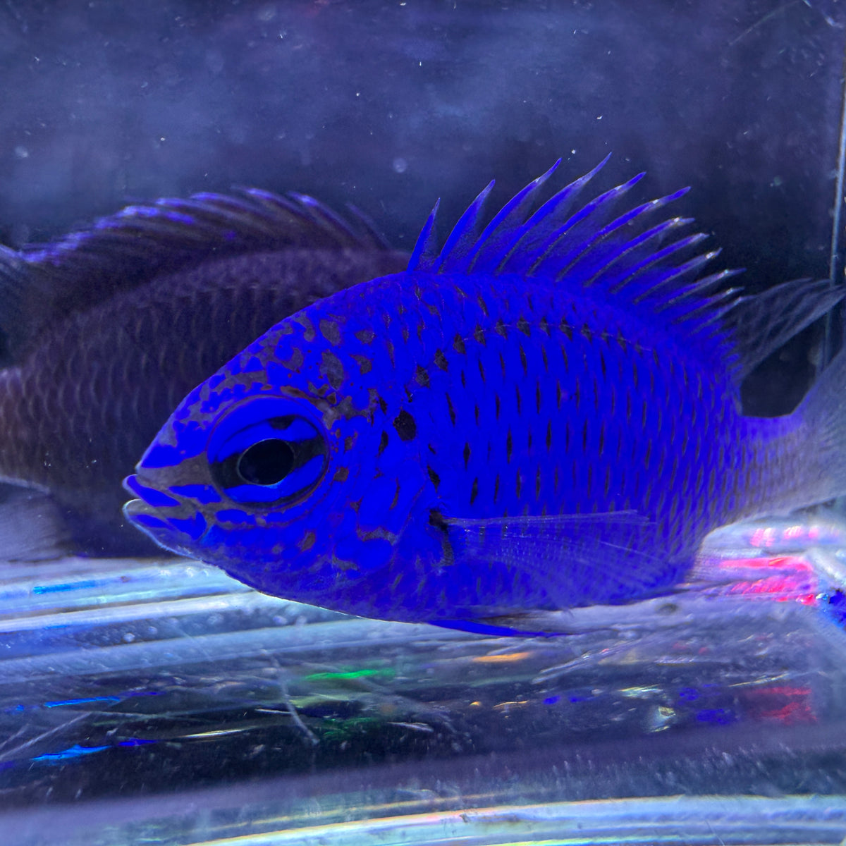 Springer’s Damsel – Chrysiptera springeri | Discover Aquatics ...