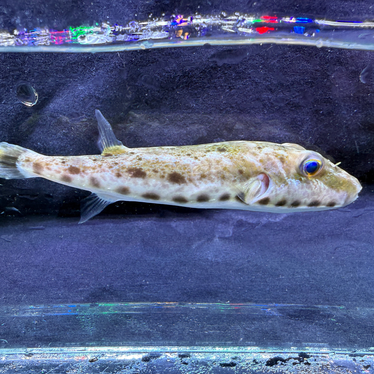 Southern Burrowing Puffer – Discover Aquatics Shop