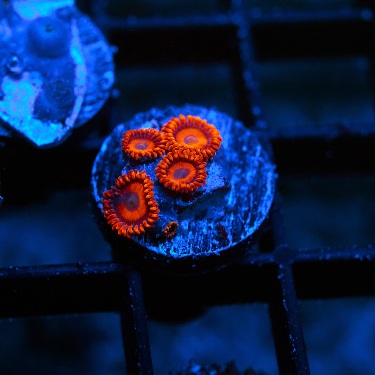 Orange Oxide Zoanthid Frag – 4+ Polyps | Buy Coral Frags Online at ...