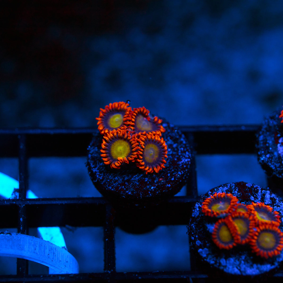 Mandarin Zoanthid Frag – 4+ Polyps | Buy Coral Frags Online at Discover ...