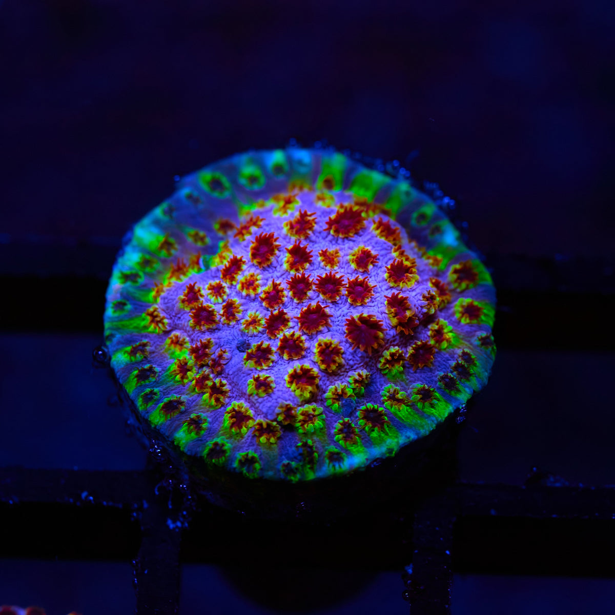WWC Skittles Bomb Cyphastrea Frag – Vibrant Coral Frags | Shop Online ...