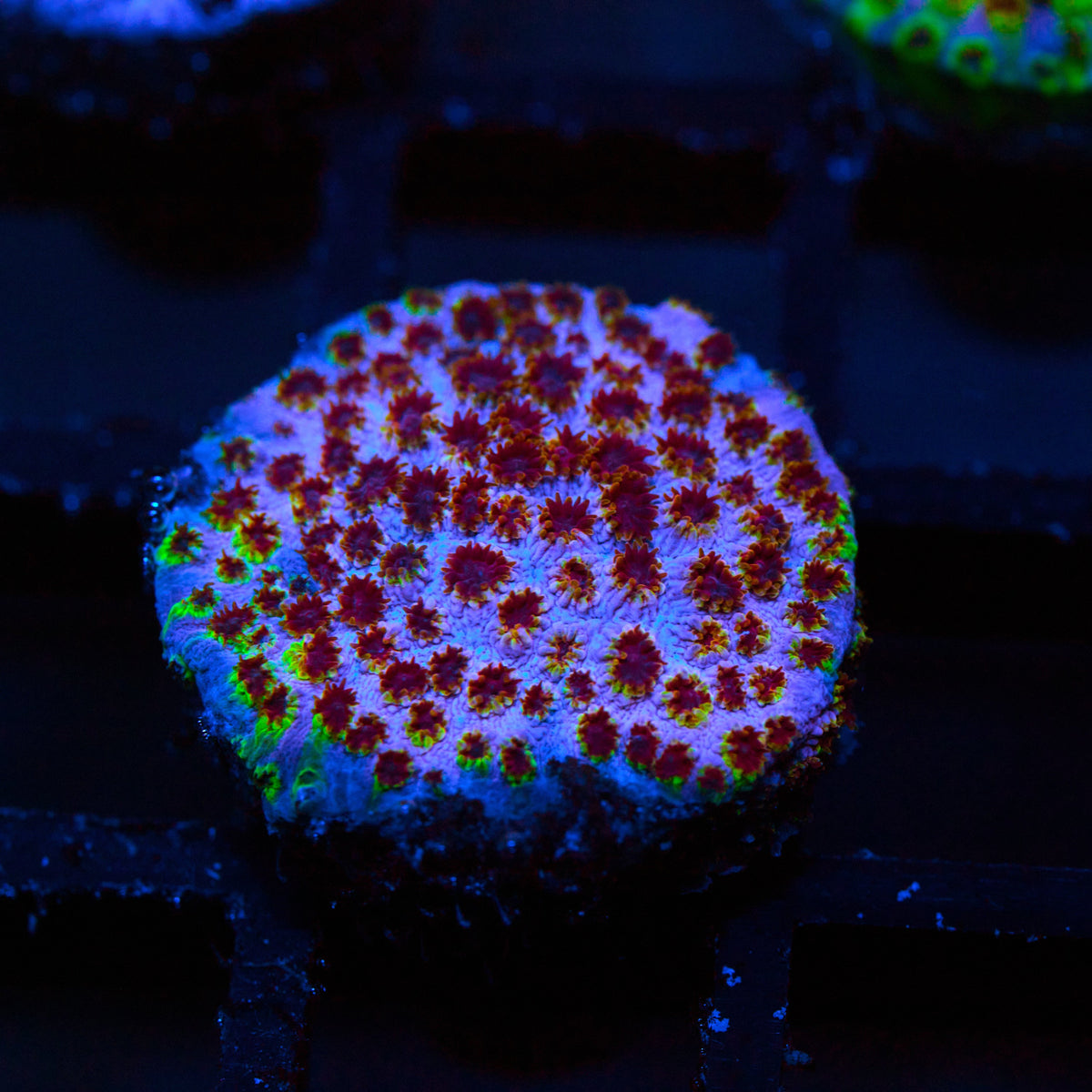WWC Skittles Bomb Cyphastrea Frag | Vibrant Coral Frags for Sale at ...