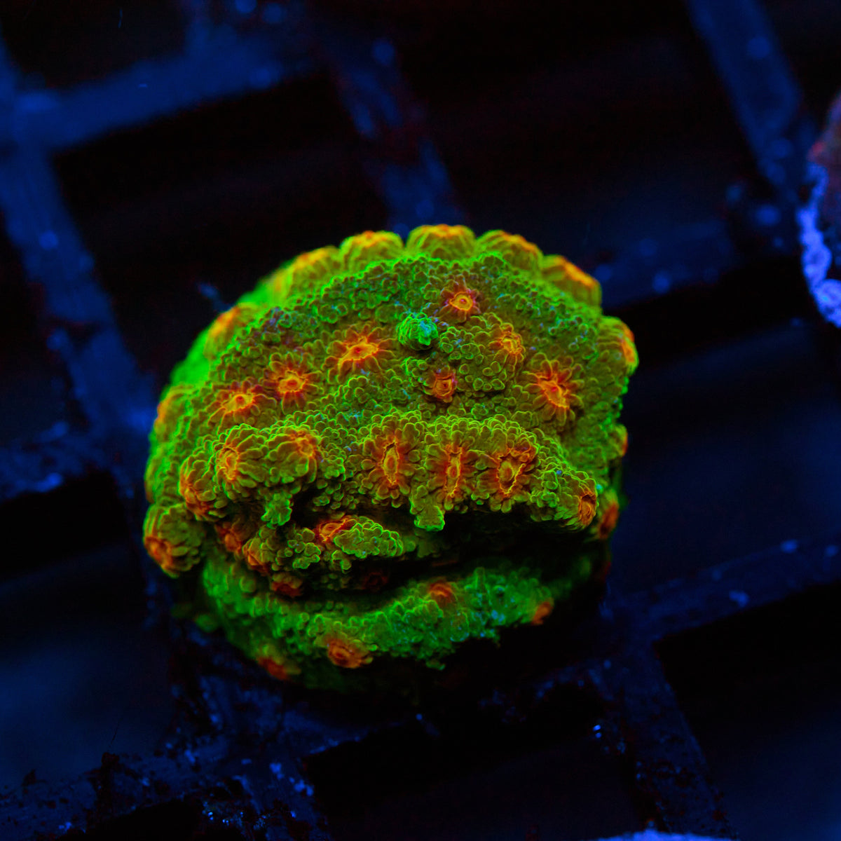Jason Fox Flicka Flame Cyphastrea Frag | Premium Coral Frags Online at ...