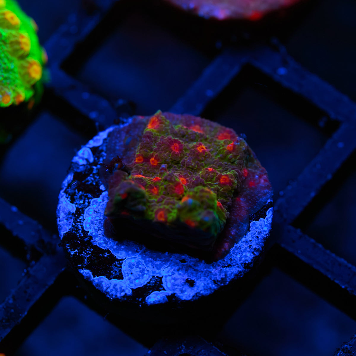 Jason Fox Flicka Flame Cyphastrea Frag | Premium Coral Frags Online at ...