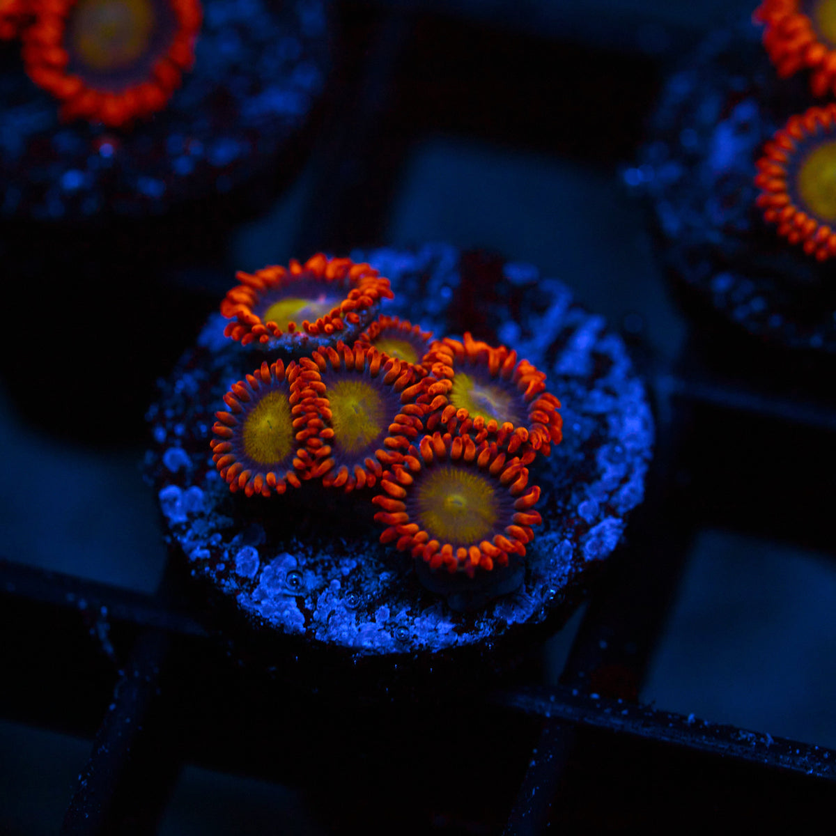 TSA Circus Freaks Zoanthid Frag – 4+ Polyps | Buy Vibrant Coral Frags ...
