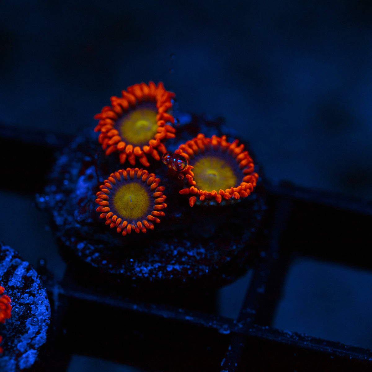 TSA Circus Freaks Zoanthid Frag – 4+ Polyps | Buy Unique Coral Frags ...