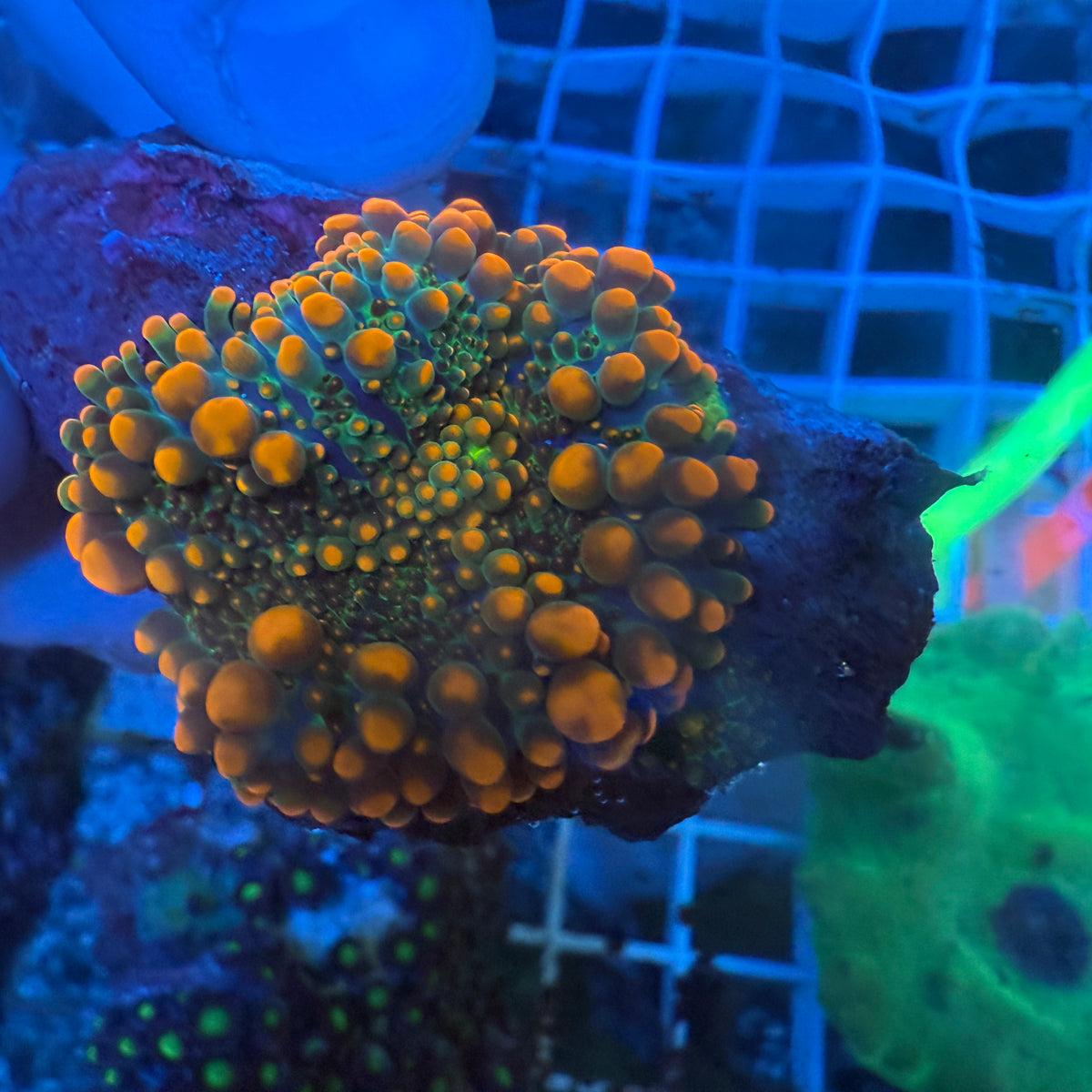 Godzilla Yuma mushrooms – Discover Aquatics Shop
