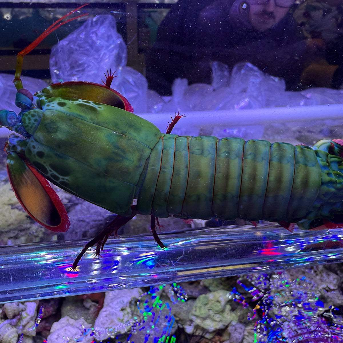Large Peacock mantis shrimp – Discover Aquatics Shop