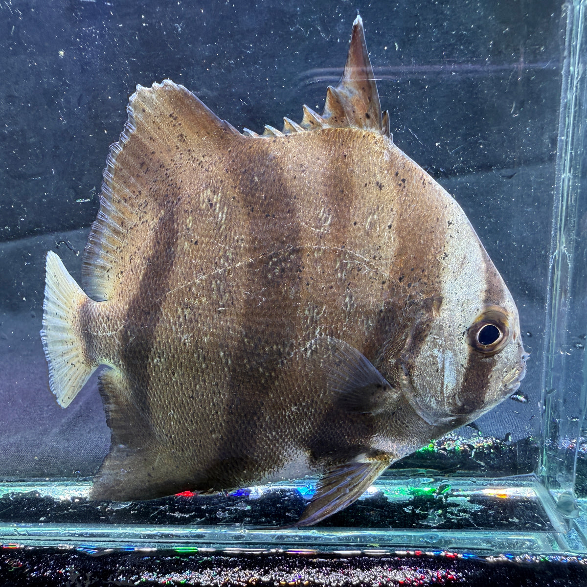 Atlantic spadefish – Discover Aquatics Shop