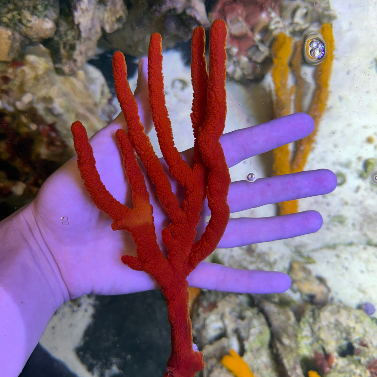 Red tree sponge – Discover Aquatics Shop