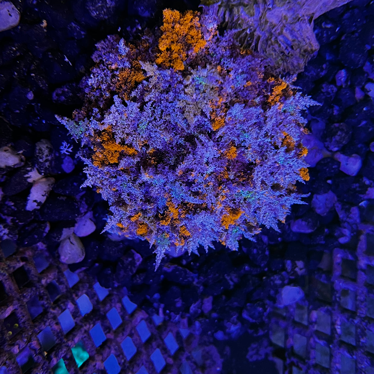 Hellfire Anemone for Sale - Red Fire Anemone (Actinodendron Plumosum ...