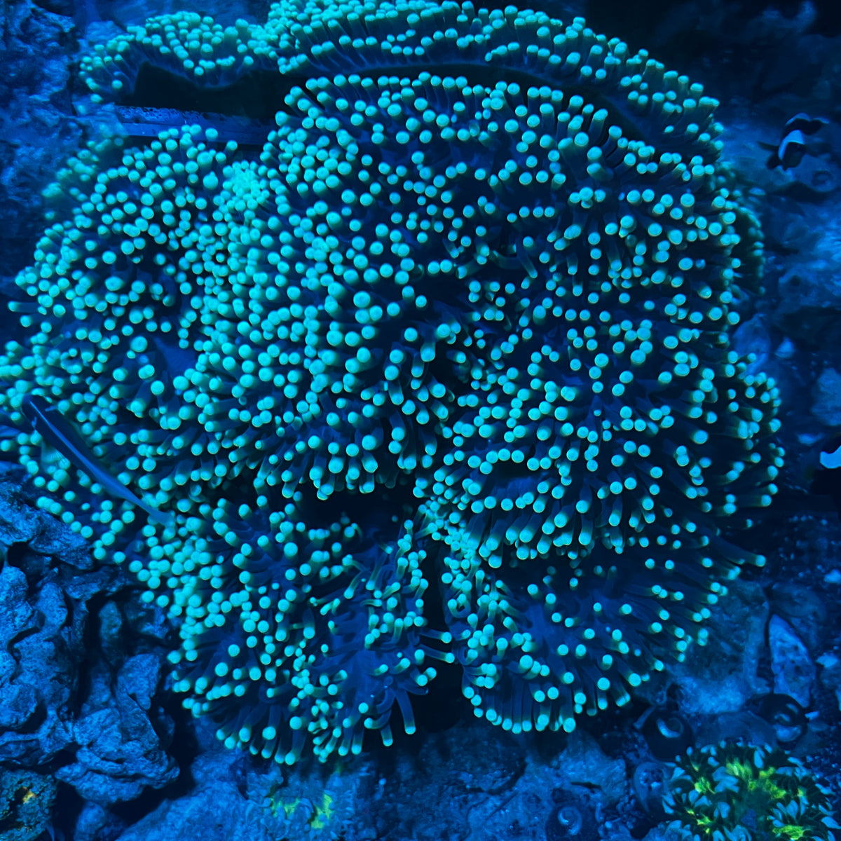 Ritteri Anemone – Discover Aquatics Shop
