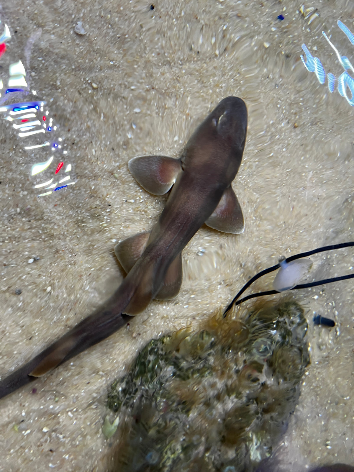 Sharks, Rays & Eels for Sale | Exotic Marine Species for Aquariums ...