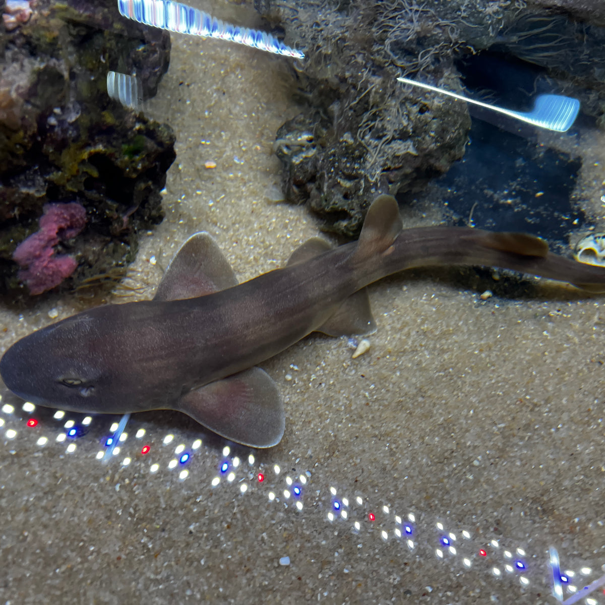 Gray Banded Bamboo Shark – Discover Aquatics Shop