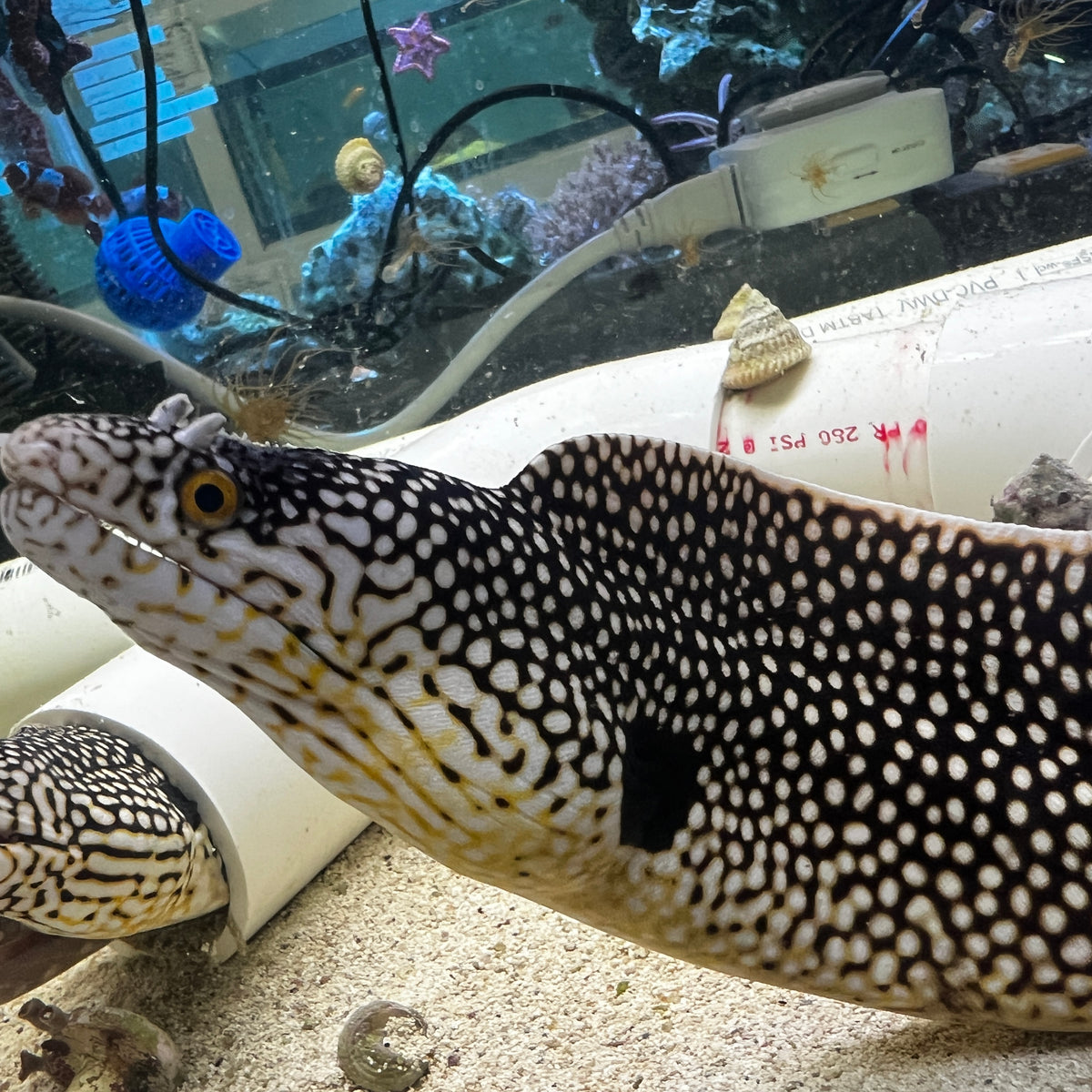 African Dragon Eel *RARE* – Discover Aquatics Shop