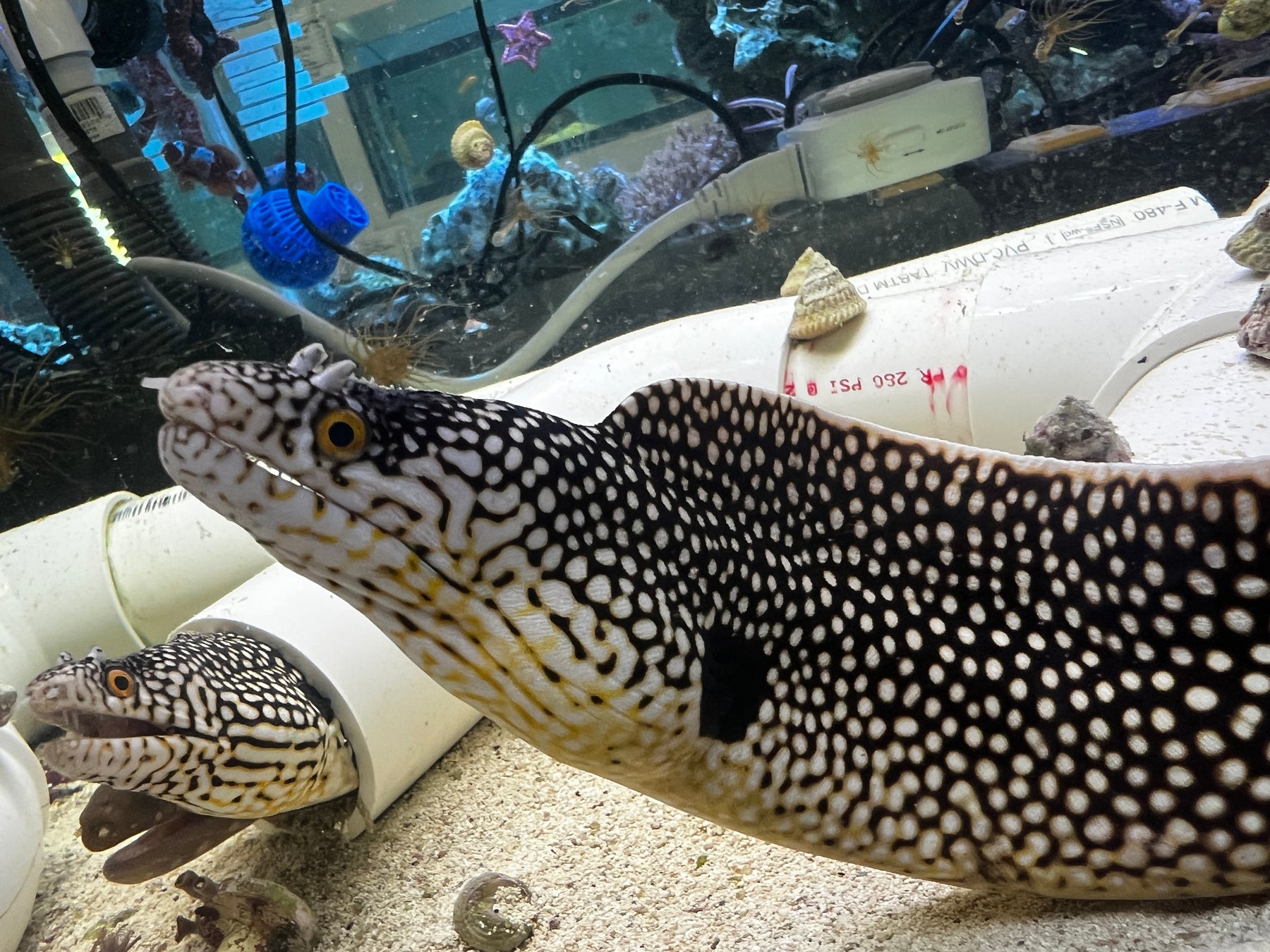 Sharks, Rays & Eels for Sale | Exotic Marine Animals for Aquariums ...