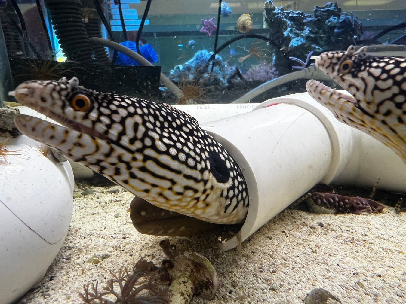 Sharks, Rays & Eels for Sale | Exotic Marine Animals for Aquariums ...