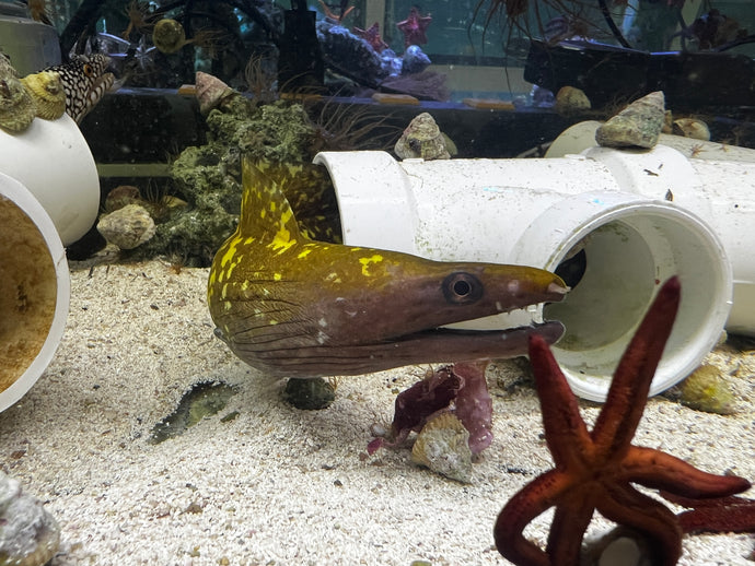 Sharks, Rays & Eels for Sale | Exotic Marine Animals for Aquariums ...