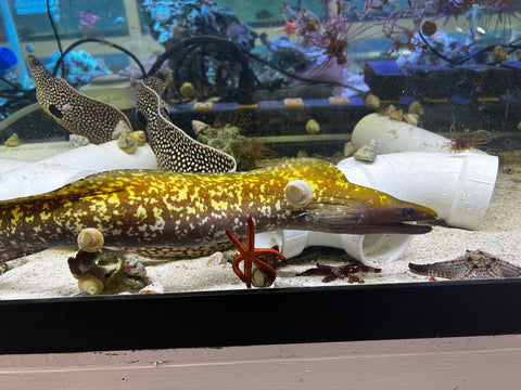 Sharks, Rays & Eels for Sale | Exotic Marine Animals for Aquariums ...