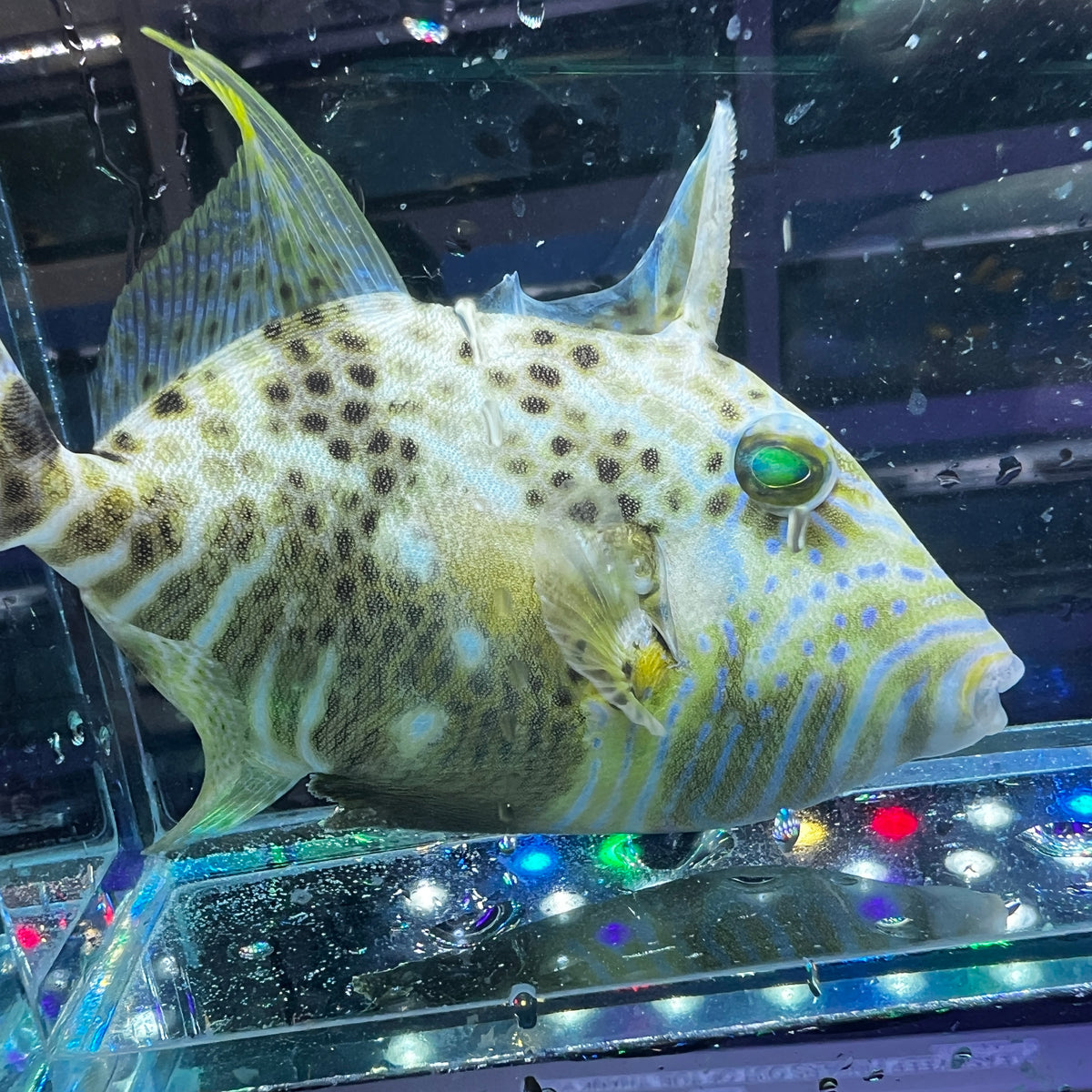 *RARE Golden Heart Triggerfish – Discover Aquatics Shop