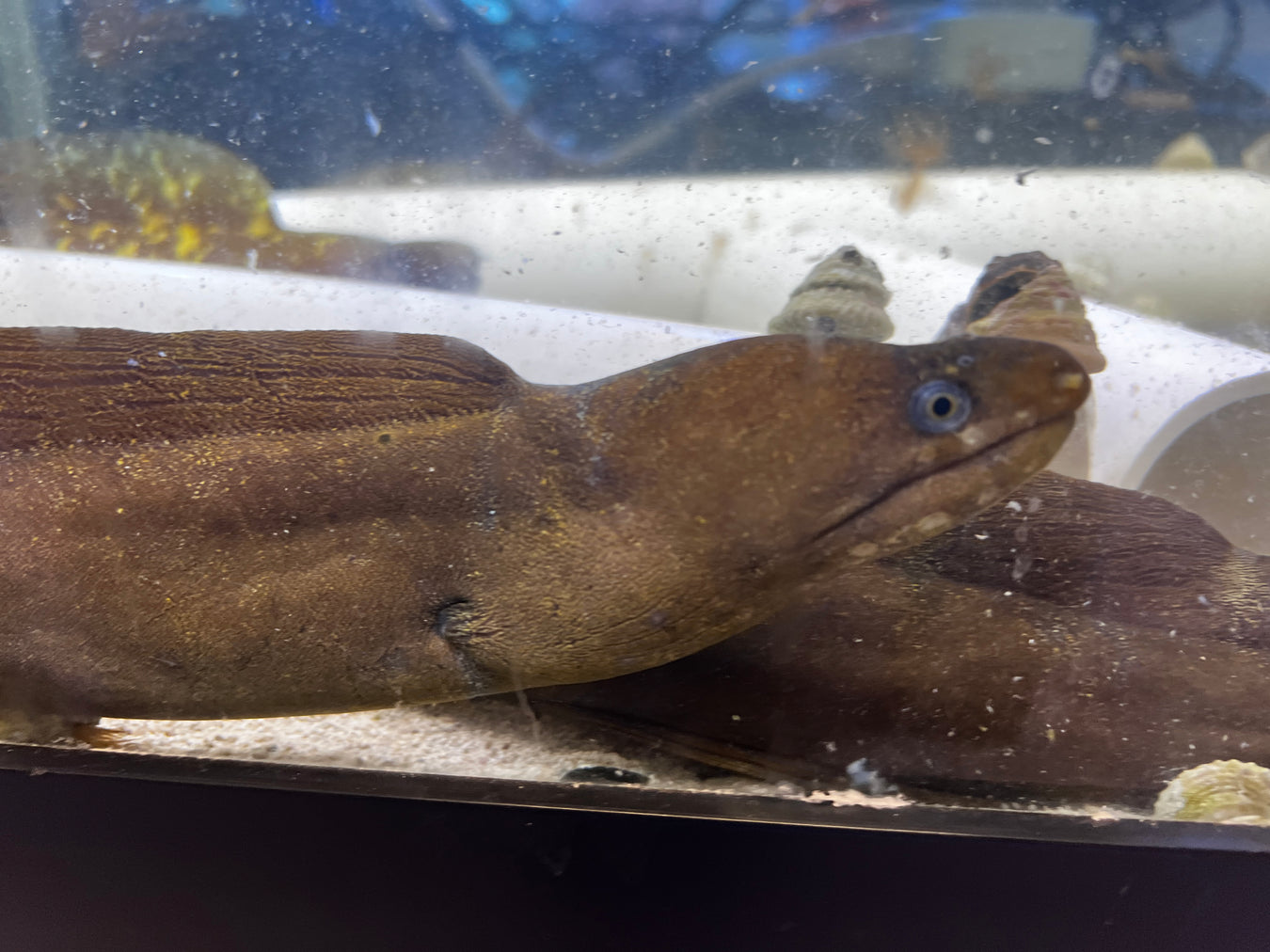 Sharks, Rays & Eels for Sale | Exotic Marine Animals for Aquariums ...