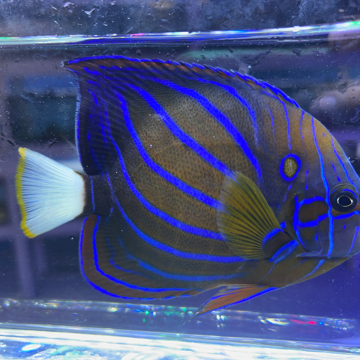 Blue Ringed Annularis angelfish – Discover Aquatics Shop