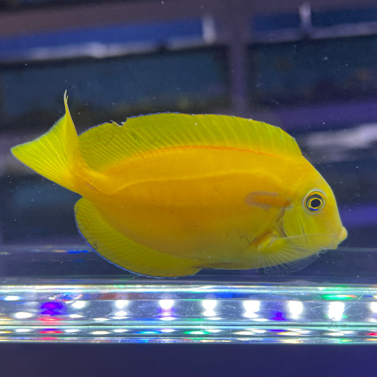 Orange Shoulder Tang – Discover Aquatics Shop