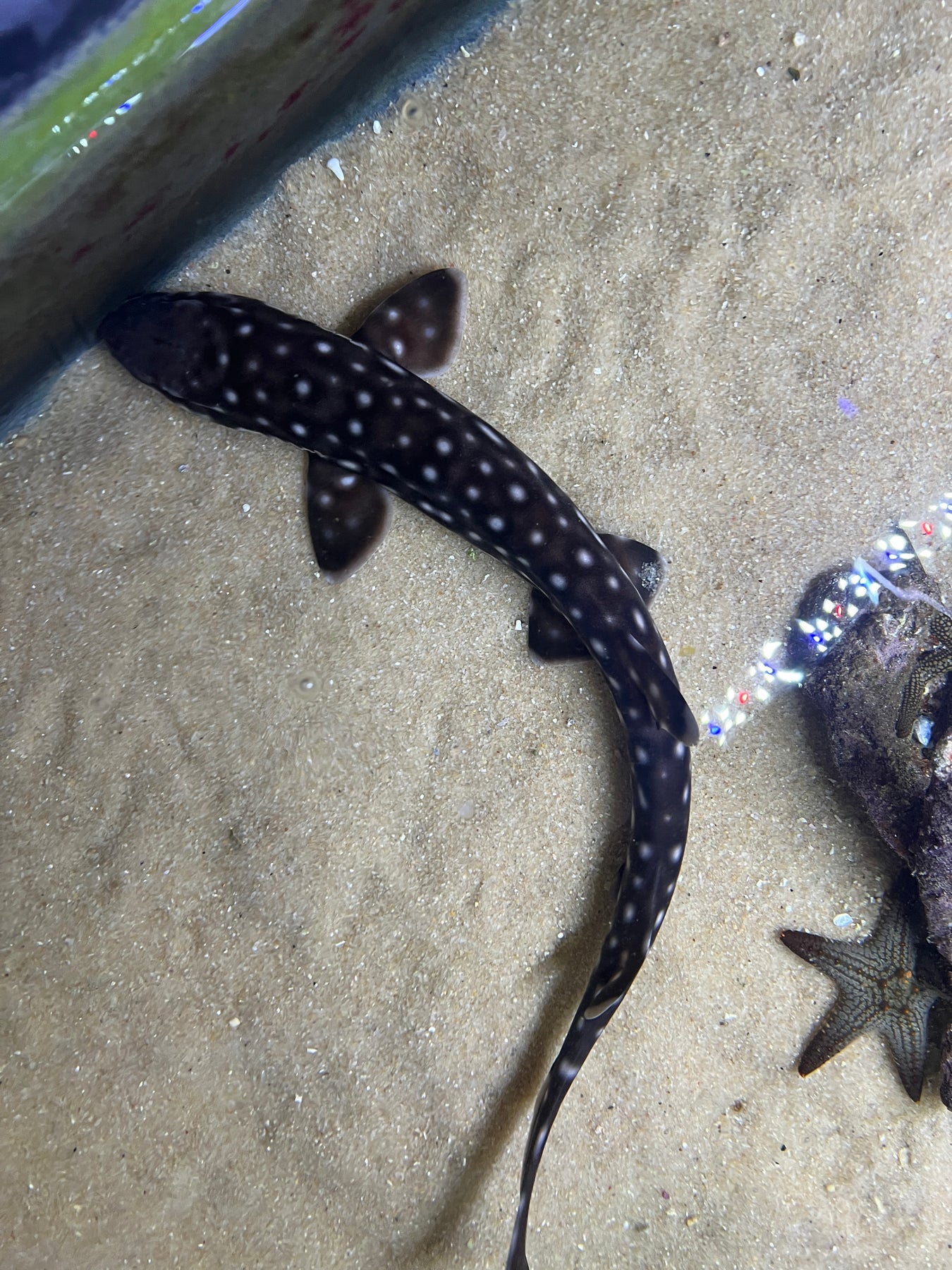 Sharks, Rays & Eels for Sale | Exotic Marine Animals for Aquariums ...