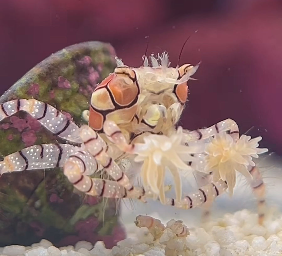 Marine Invertebrates for Sale | Shrimp, Crabs, Snails & More | Buy ...