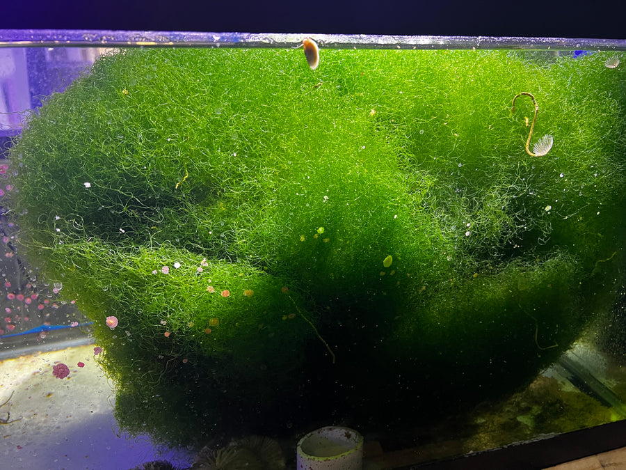 Macroalgae & Chaeto for Aquariums | Nutrient Export & Copepod Habitat ...
