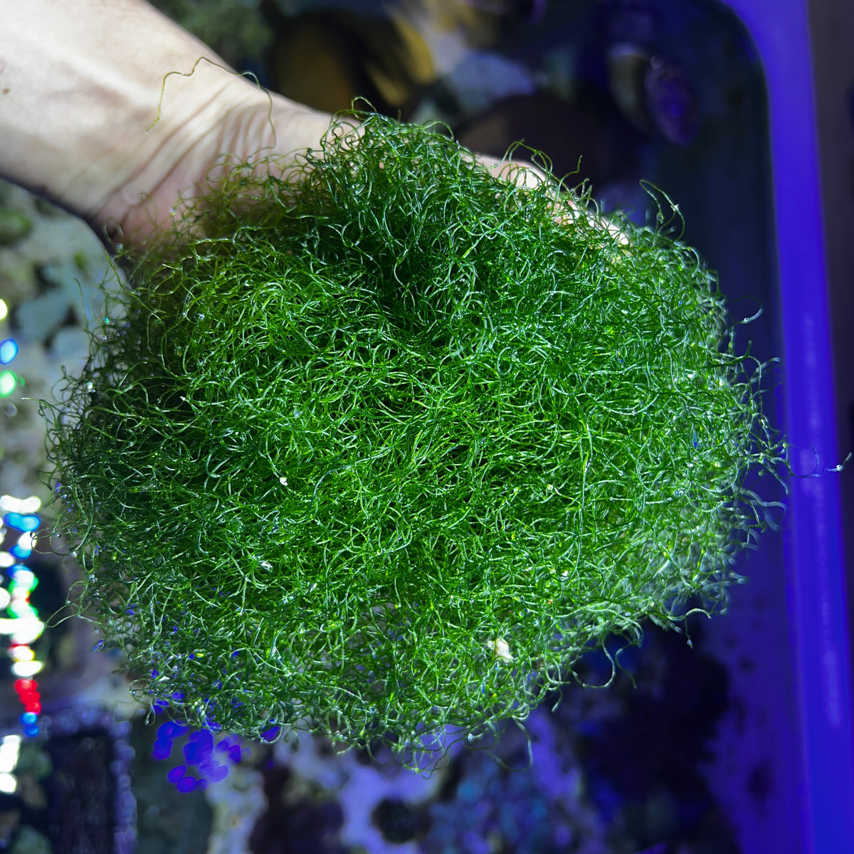 Super Clean Chaeto Premium Saltwater Aquarium Macro Algae Large ...