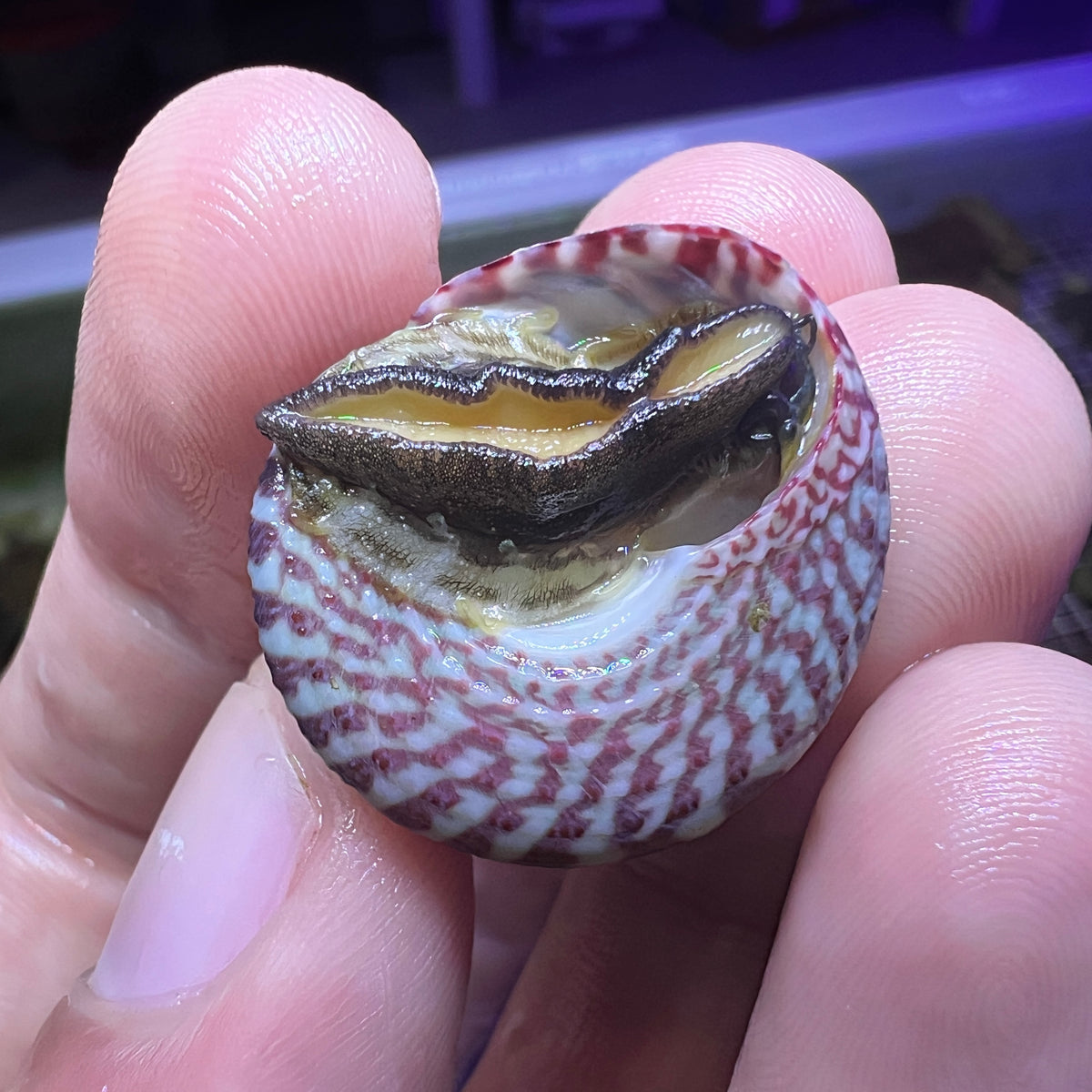 Trochus Snail – Discover Aquatics Shop