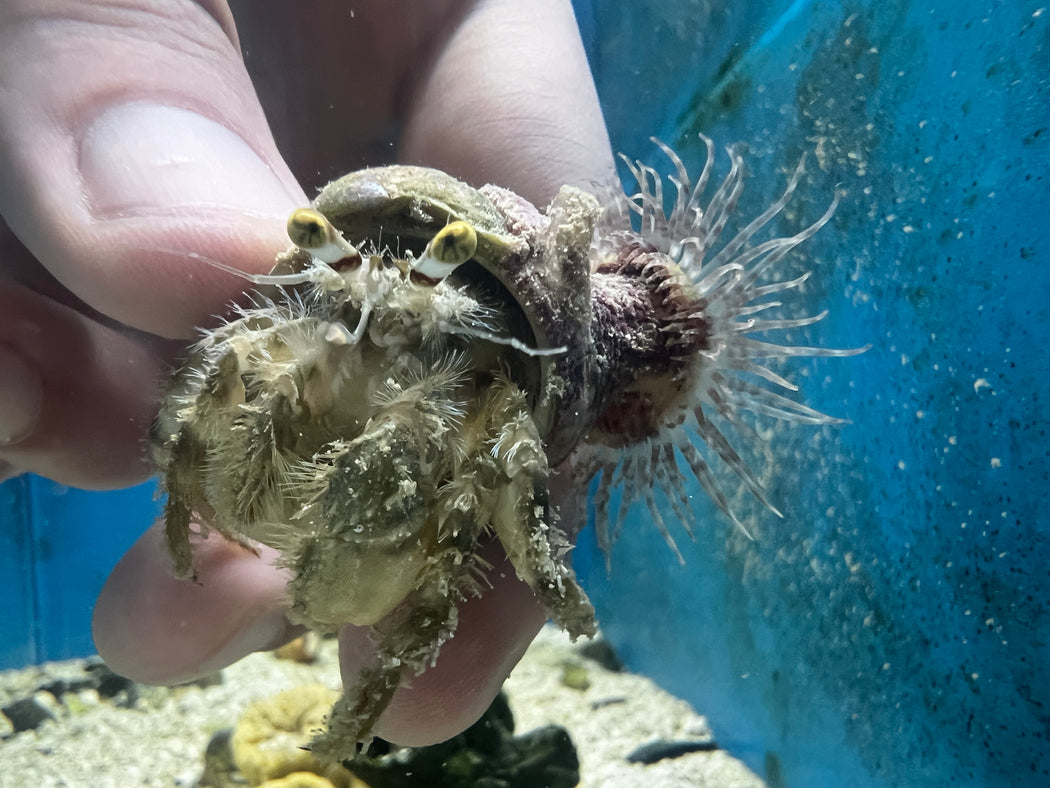 Marine Invertebrates for Sale | Shrimp, Crabs, Snails & More | Buy ...