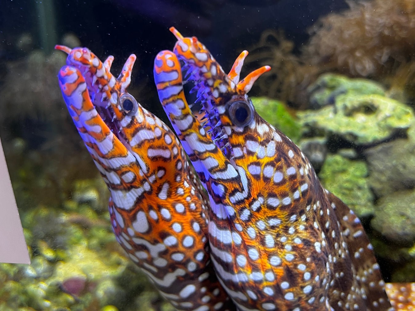 Sharks, Rays & Eels for Sale | Exotic Marine Animals for Aquariums ...