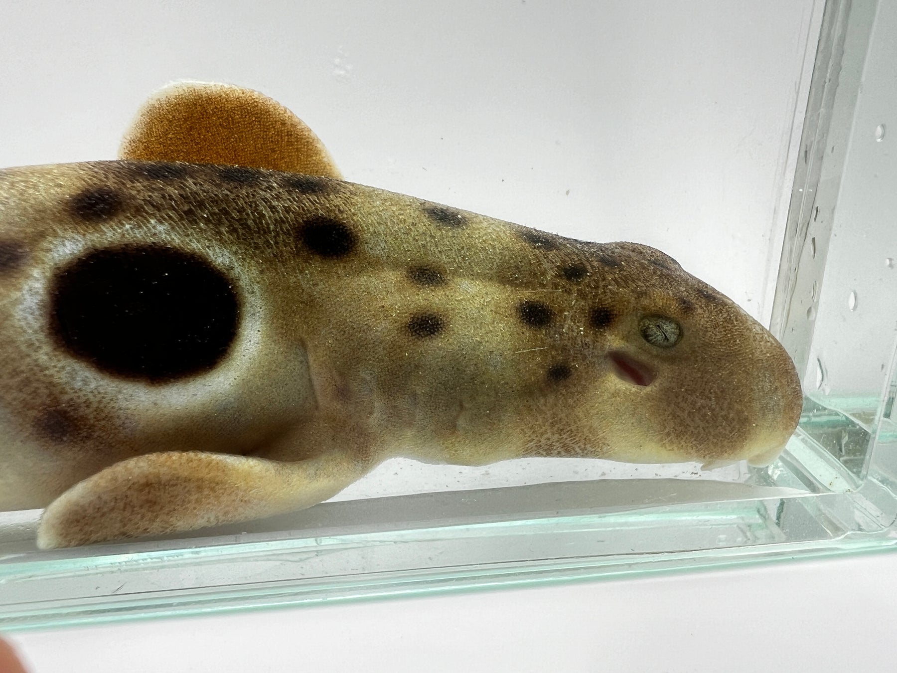 Sharks, Rays & Eels for Sale | Exotic Marine Animals for Aquariums ...
