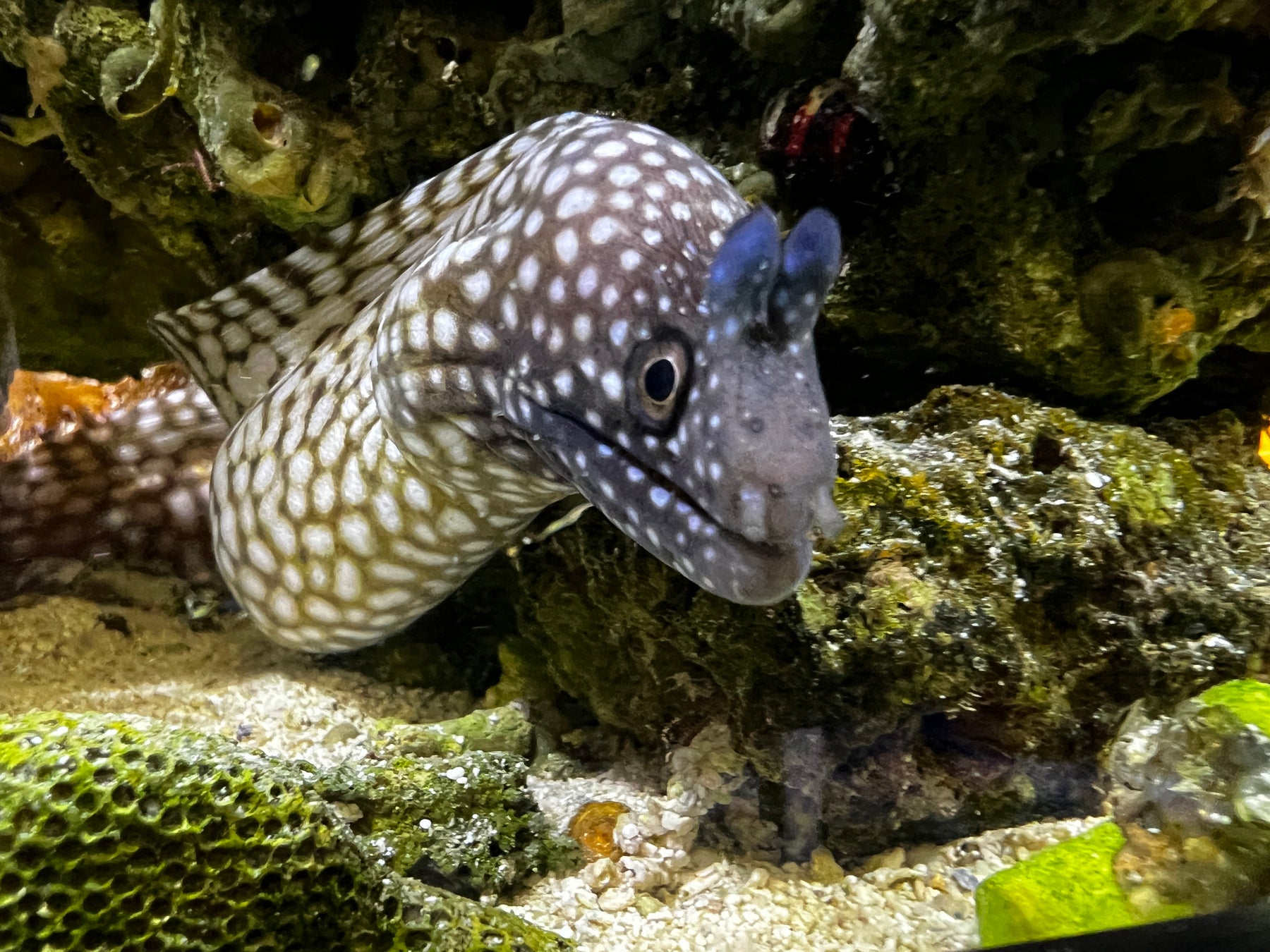 Sharks, Rays & Eels for Sale | Exotic Marine Animals for Aquariums ...