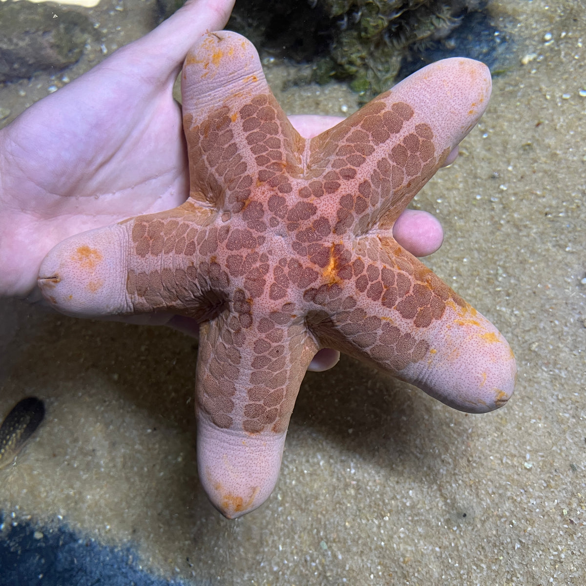 Granulated Starfish – Discover Aquatics Shop