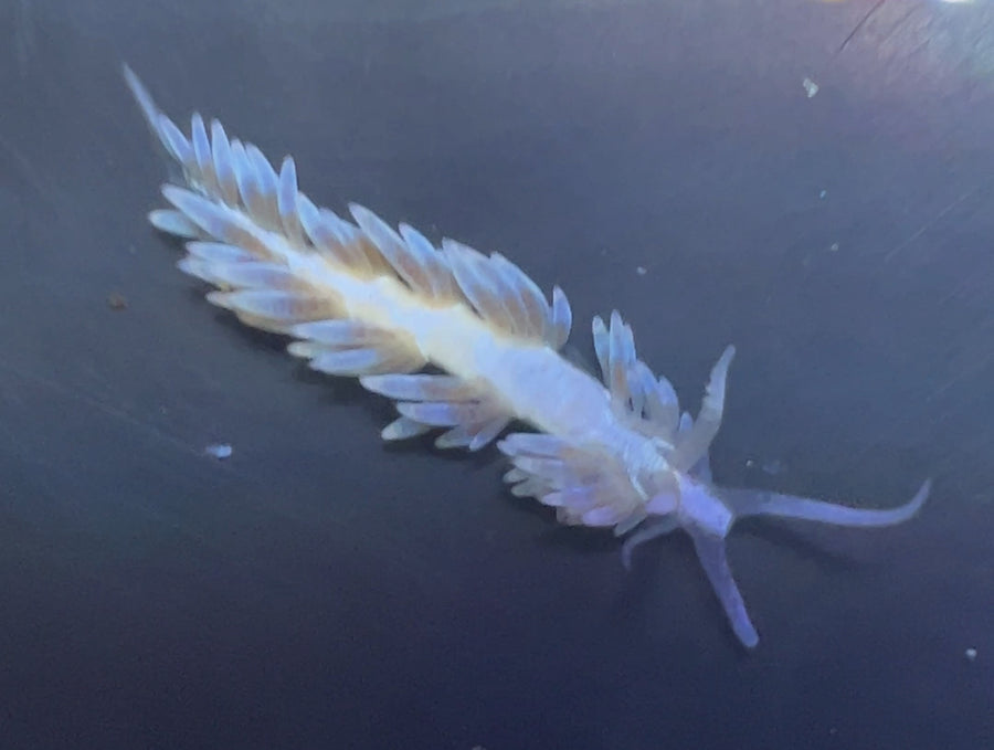 Marine Invertebrates for Sale | Shrimp, Crabs, Snails & More | Buy ...