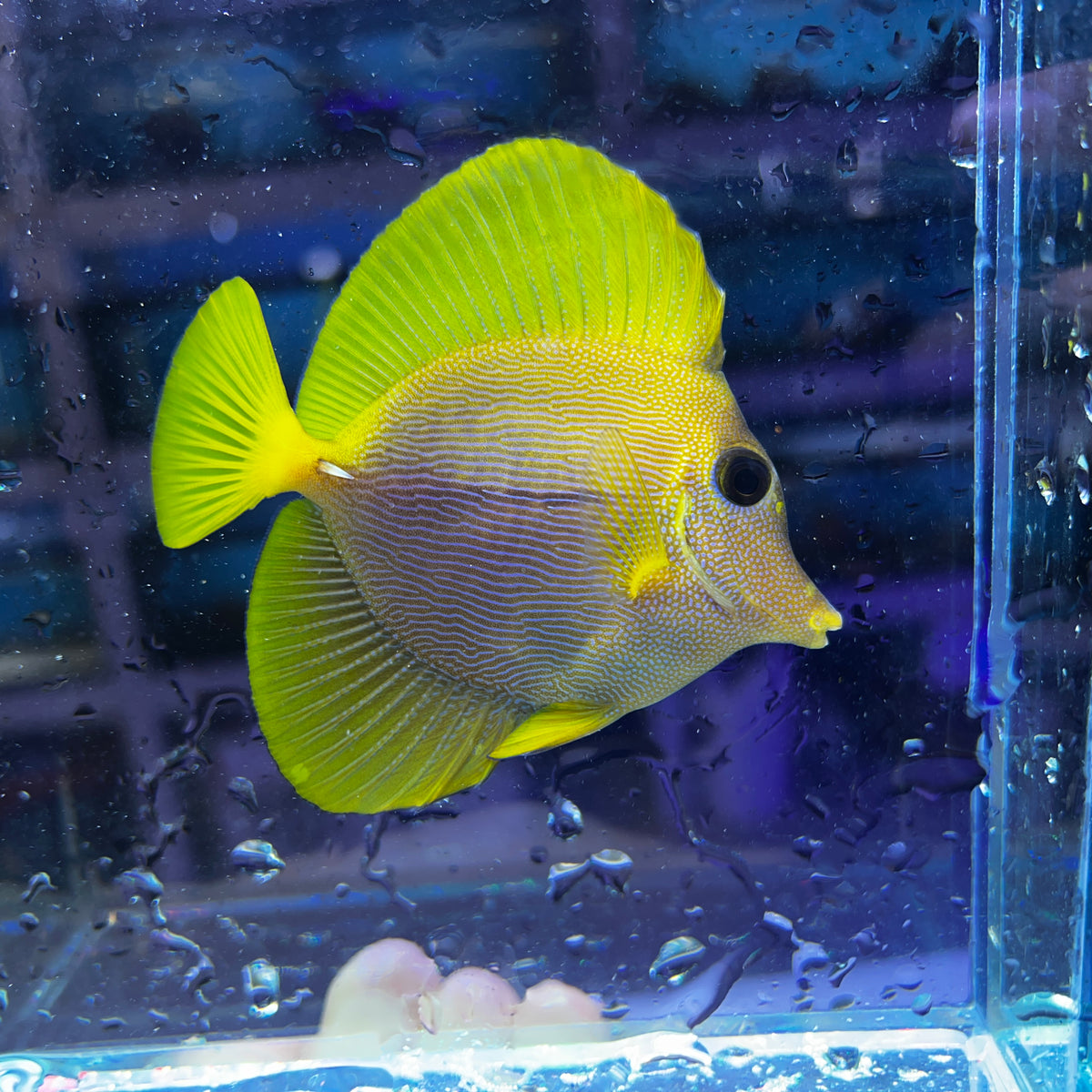 Yurple Tang for Sale - Yellow x Purple Tang Hybrid Rare Fish – Discover ...