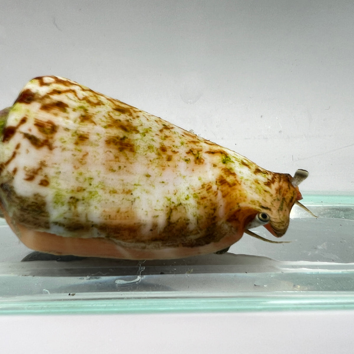 Sand Tiger Conch – Discover Aquatics Shop