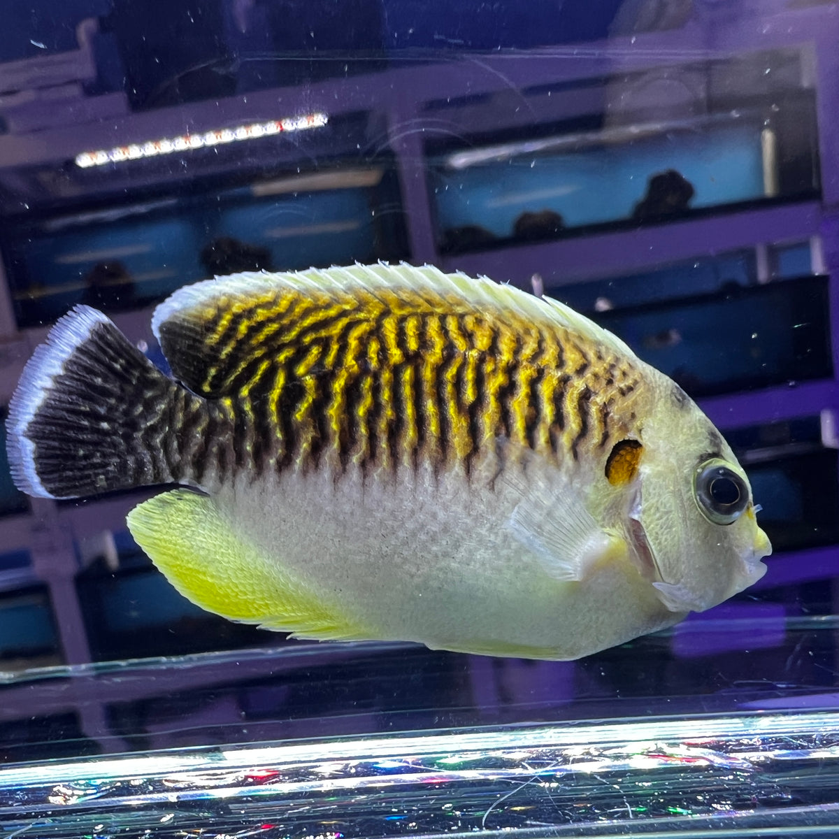 Rare captive Bred Kingi Tiger Angelfish – Discover Aquatics Shop