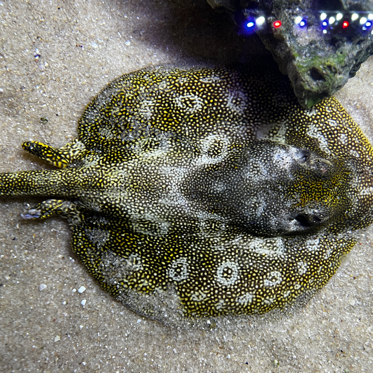 Yellow Stingray For Sale – Buy Caribbean Urobatis jamaicensis Online ...