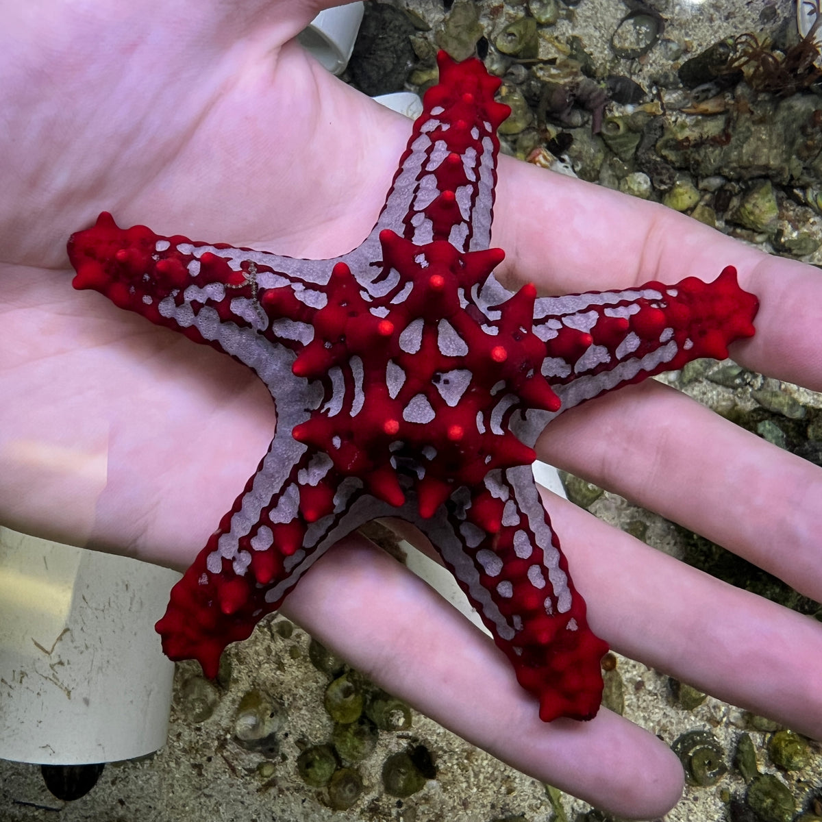 African knobby starfish – Discover Aquatics Shop
