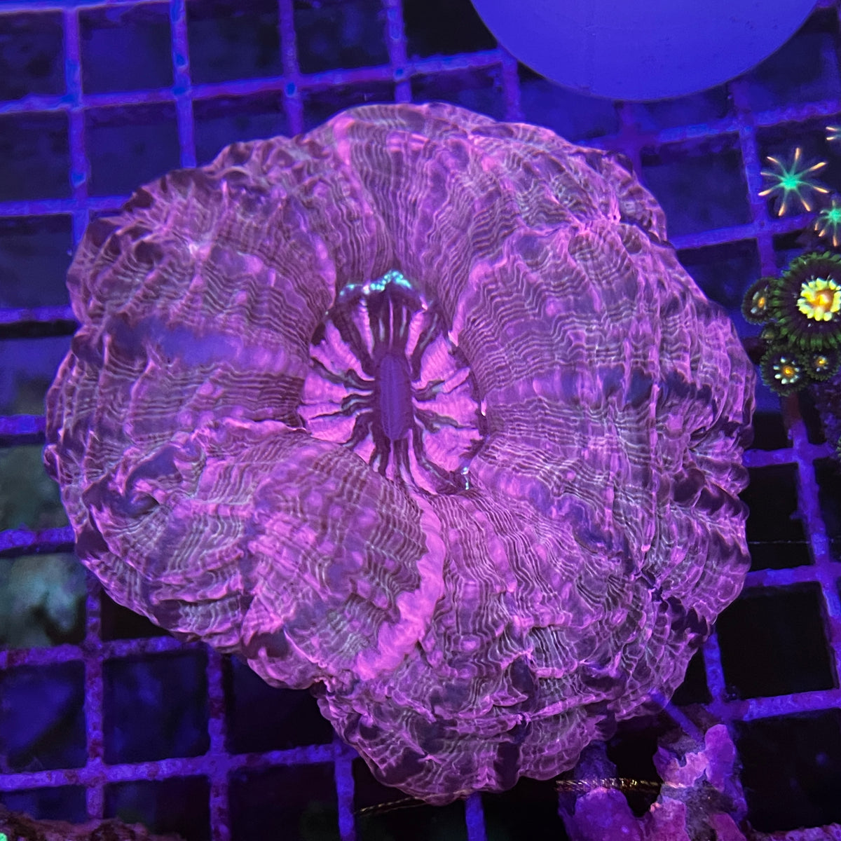 Ultra Pink Acanthophyllia Coral – 5-6” WYSIWYG LPS for Sale – Discover ...