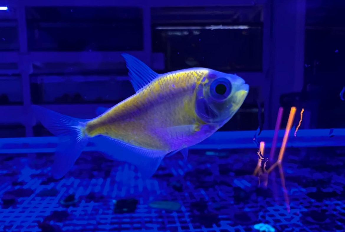 Freshwater Fish for Sale | Cichlids, Discus, Angelfish & More | Buy ...